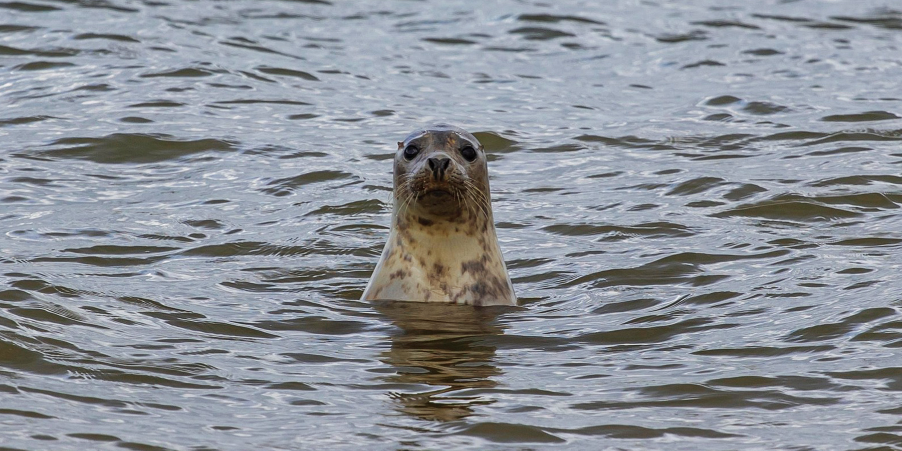 Biologging: Tapping Marine Animals To Solve Ocean Issues — Konsyse