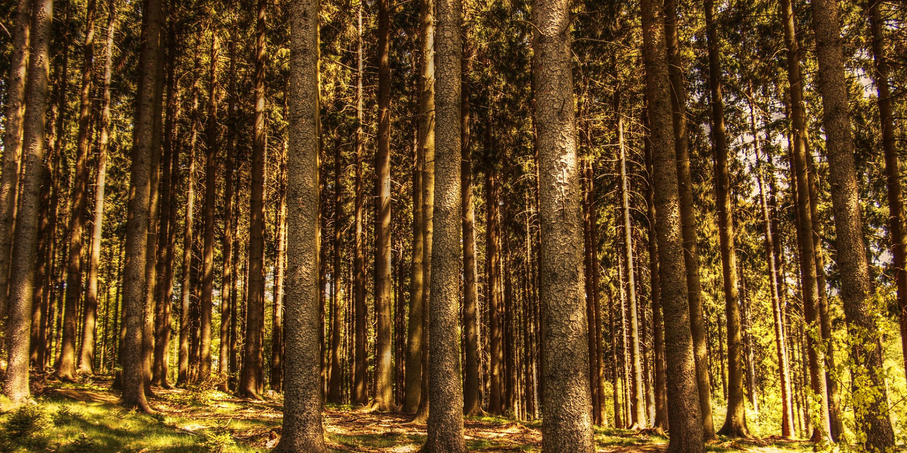 Trump Plans to Cut Down Millions of Trees From Federal Lands — Konsyse
