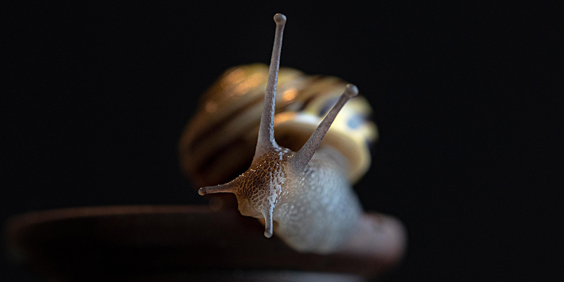 Eye-Regenerating Snails May Hold Key To Regenerating Eyes In Humans — Konsyse