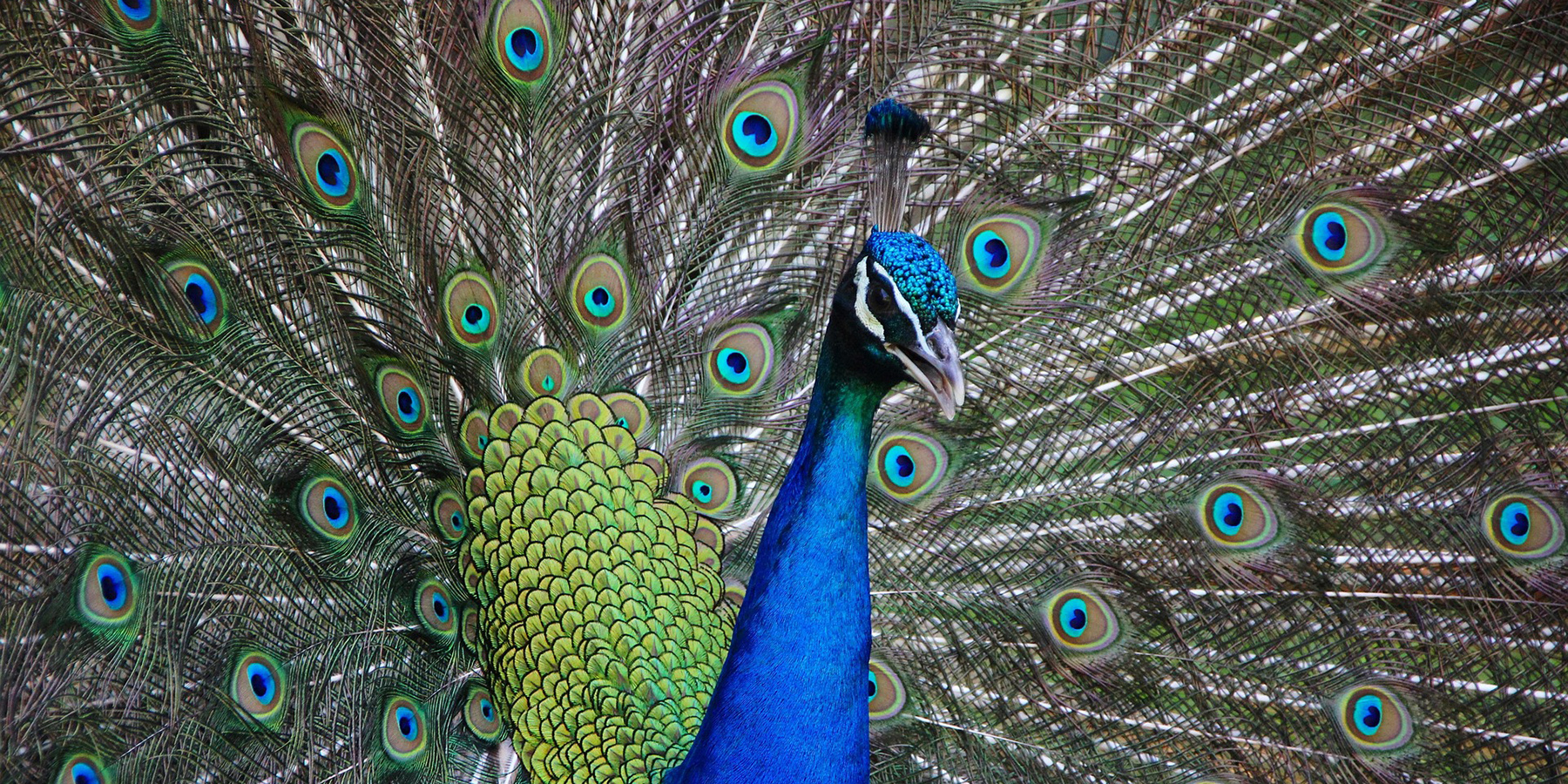 Peacocks Have Lasers in Their Tails — Konsyse